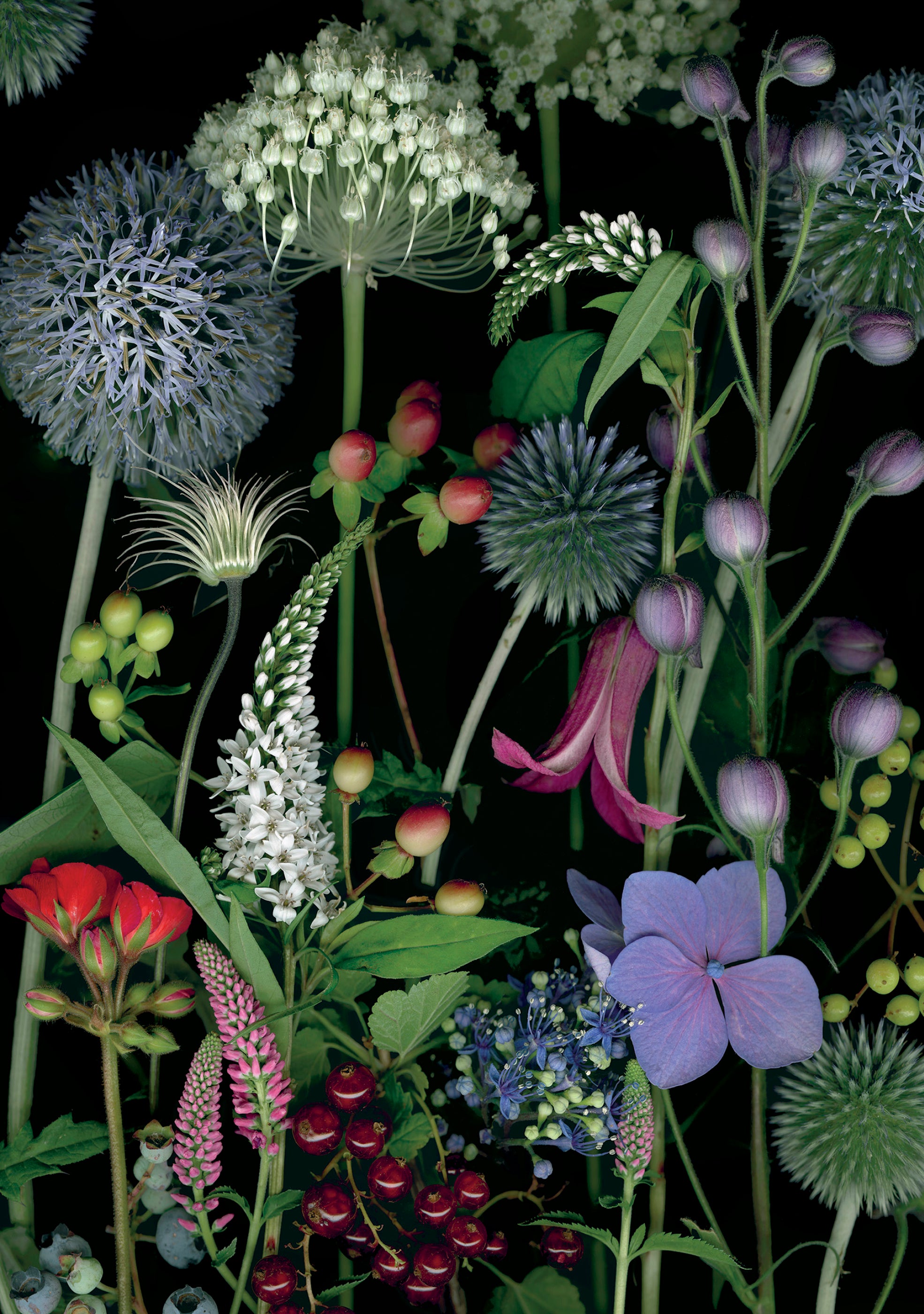Deb Stoner: Allium, Gooseneck Loosestrife, and Red Currants Birthday C ...
