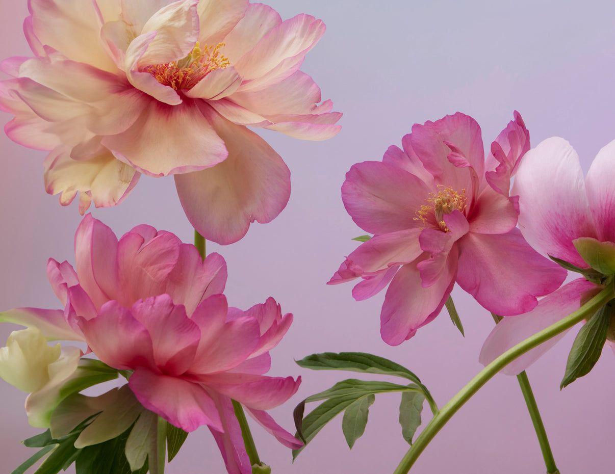 Doan Ly Flowers Keepsake Boxed Notecards – Pomegranate