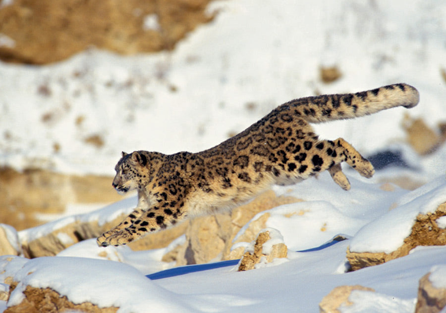 Snow Leopard Pouncing