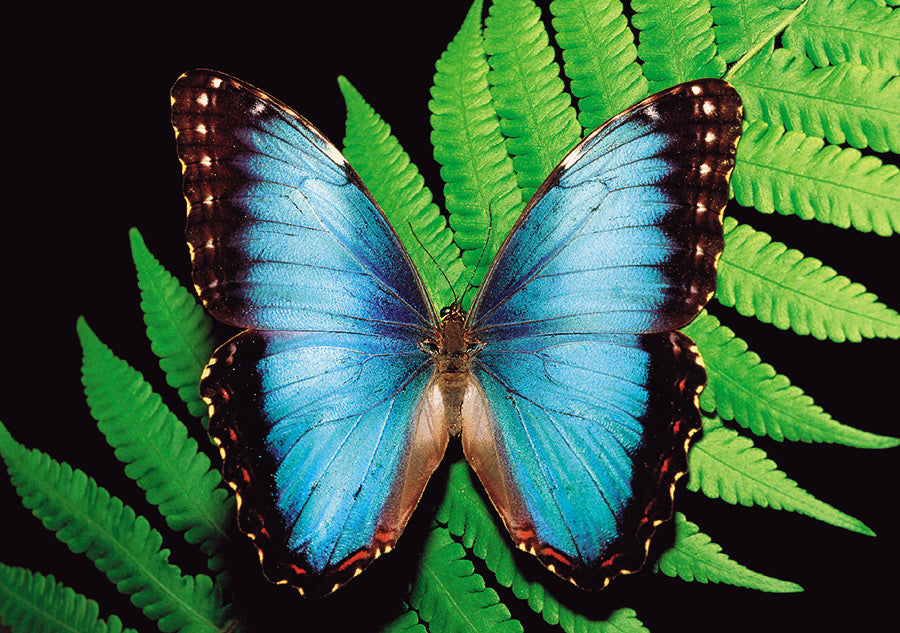 Blue Morpho Butterfly Pictures